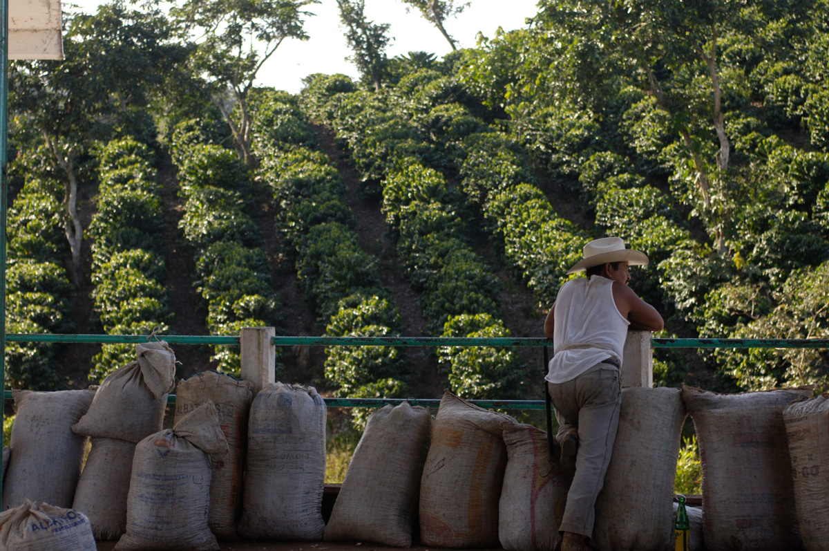 Hasta avanzado 2021, probable repunte del precio mundial del café: NKG ...