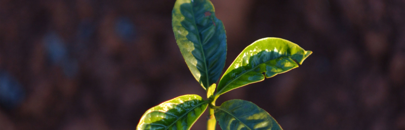 Neumann Kaffee Gruppe (NKG) - We're all about coffee. Today. Tomorrow ...