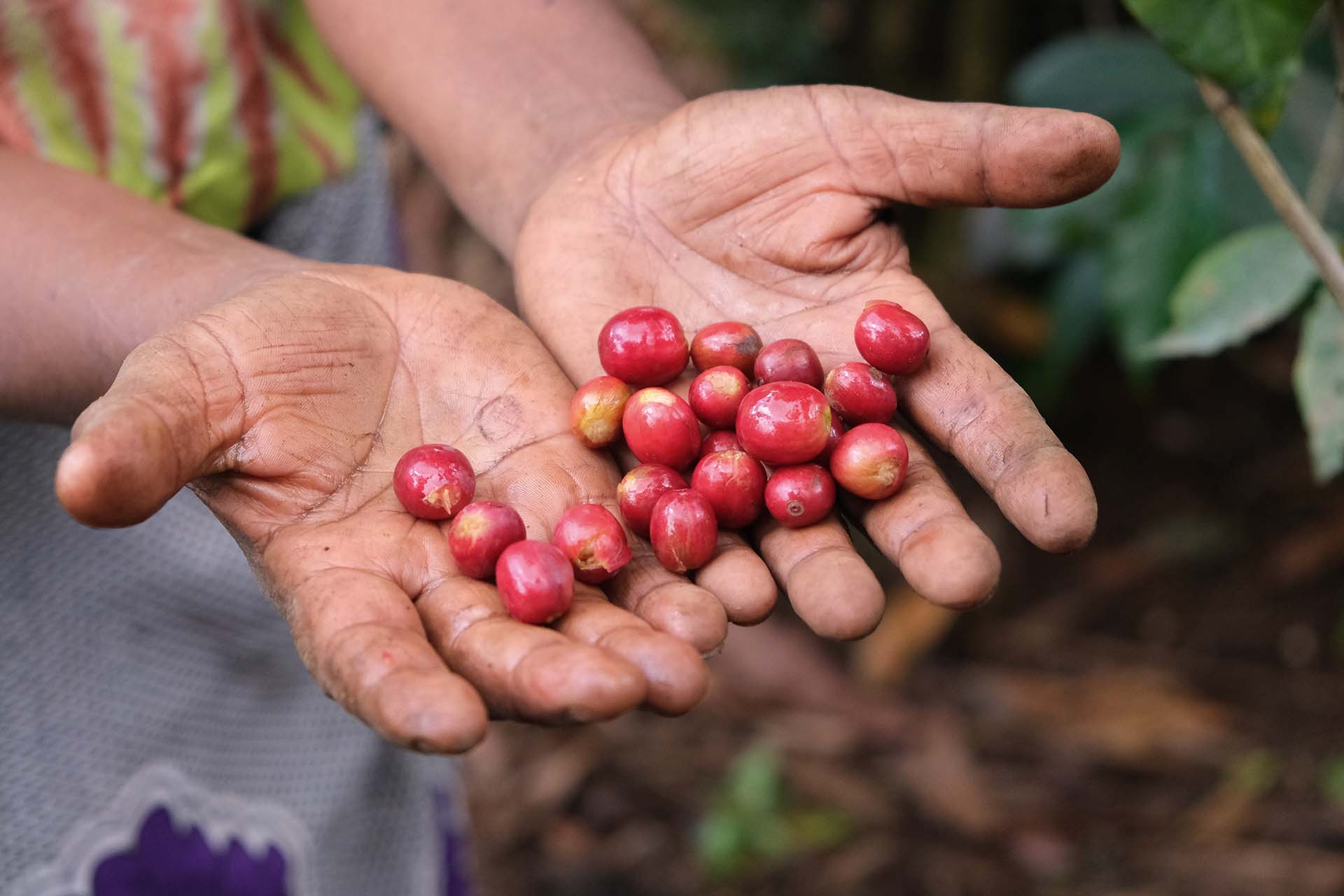 Responsibly Sourced Coffees - Neumann Kaffee Gruppe (NKG)